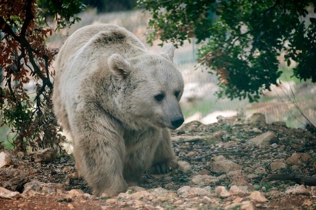 Balou Syrian Brown Bear Al Mawa Editorial Stock Photo - Stock Image ...