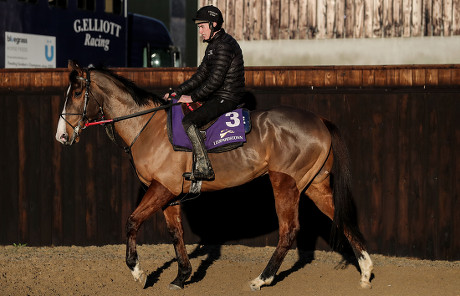 Leopardstown Christmas Festival Yard Launch, Gordon Elliott's Yard ...