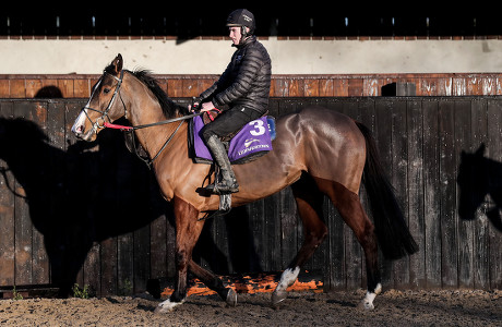 Leopardstown Christmas Festival Yard Launch, Gordon Elliott's Yard ...