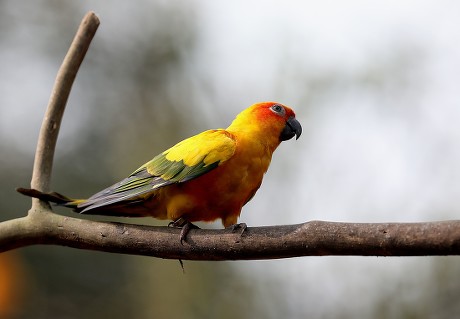 Sun Conure Vibrantly Colored Parrot Sits Editorial Stock Photo - Stock ...
