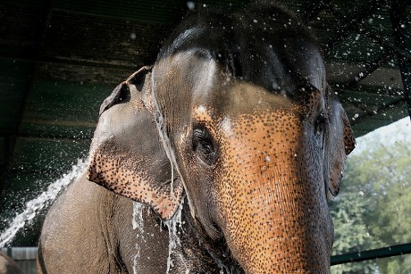 One Rescued Elephants Takes Bath Morning Editorial Stock Photo - Stock ...
