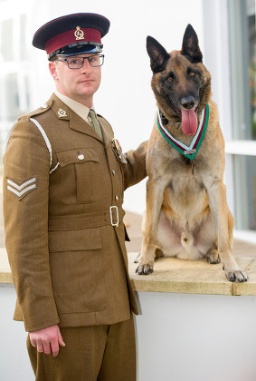 British Military Dog Mali Received Pdsa Editorial Stock Photo - Stock ...