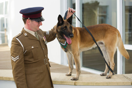 British Military Dog Mali Received Pdsa Editorial Stock Photo - Stock ...