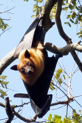 Sri Lankan Fruit Bat Pteropus Giganteus Editorial Stock Photo - Stock ...