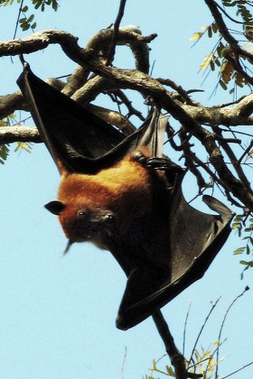 Sri Lankan Fruit Bat Pteropus Giganteus Editorial Stock Photo - Stock ...