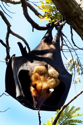 Sri Lankan Fruit Bat Pteropus Giganteus Editorial Stock Photo - Stock ...