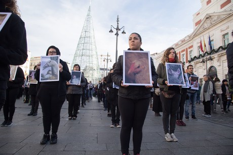 Animal cruelty protest, Madrid, Spain - 08 Dec 2018 Stock Pictures ...