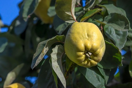 92 Cydonia Stock Pictures, Editorial Images and Stock Photos | Shutterstock