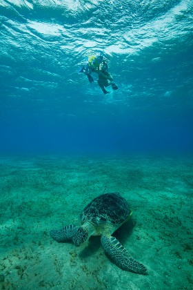 250 Female sea turtle Stock Pictures, Editorial Images and Stock Photos ...