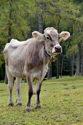 16 Tyrolean grey Stock Pictures, Editorial Images and Stock Photos ...