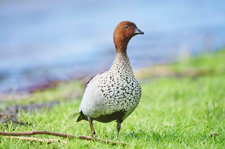 11 Maned goose Stock Pictures, Editorial Images and Stock Photos ...