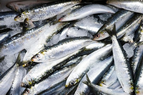 32 European pilchard Stock Pictures, Editorial Images and Stock Photos ...