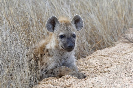 500 Laughing hyena Stock Pictures, Editorial Images and Stock Photos ...