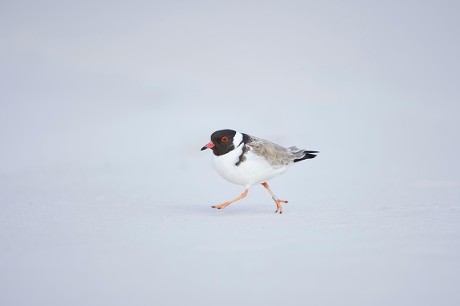 Hooded Dotterel Thinornis Cucullatus Running On Editorial Stock Photo ...
