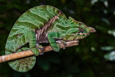 17 Two banded chameleon Stock Pictures, Editorial Images and Stock ...