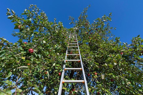 Fruit Tree Ladder Apple Tree Franconia Editorial Stock Photo - Stock ...