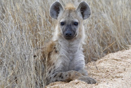 500 Laughing hyena Stock Pictures, Editorial Images and Stock Photos ...