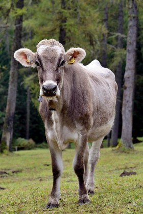 16 Tyrolean grey Stock Pictures, Editorial Images and Stock Photos ...