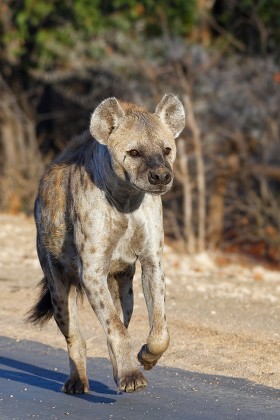 500 Laughing hyena Stock Pictures, Editorial Images and Stock Photos ...
