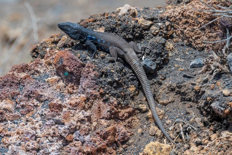 15 Gallot's lizard Stock Pictures, Editorial Images and Stock Photos ...