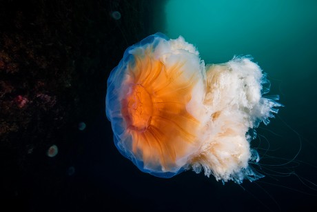 500 Cyanea Stock Pictures, Editorial Images and Stock Photos | Shutterstock