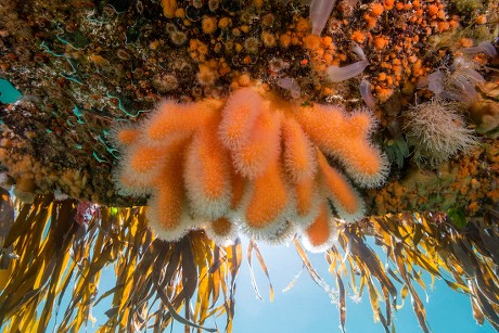 20 Plumose Stock Pictures, Editorial Images and Stock Photos | Shutterstock