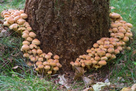 16 People around a tree trunk Stock Pictures, Editorial Images and ...