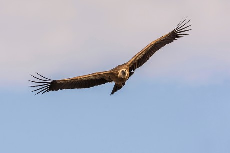 750 Gyps Stock Pictures, Editorial Images and Stock Photos | Shutterstock