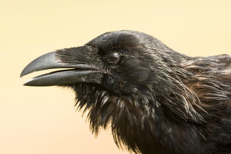 Common Raven Corvus Corax Animal Portrait Editorial Stock Photo - Stock ...