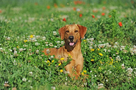 500 Pokes tongue out Stock Pictures, Editorial Images and Stock Photos ...