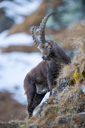 2,000 Goat antelope Stock Pictures, Editorial Images and Stock Photos ...