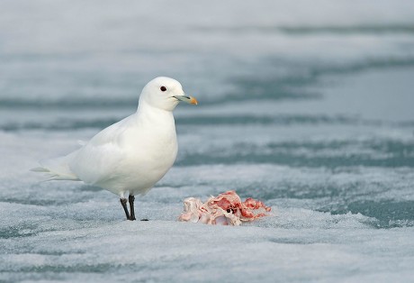 Ivory Gull Pagophila Eburnea Feeding Rest Editorial Stock Photo - Stock ...