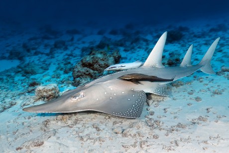 15 Guitarfish Stock Pictures, Editorial Images and Stock Photos ...