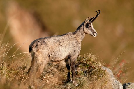 2,000 Goat antelope Stock Pictures, Editorial Images and Stock Photos ...