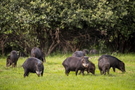13 Skunk pig Stock Pictures, Editorial Images and Stock Photos ...