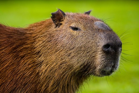 16 Caviomorpha Stock Pictures, Editorial Images and Stock Photos ...