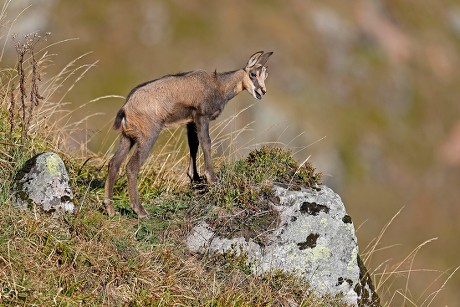 2,000 Goat antelope Stock Pictures, Editorial Images and Stock Photos ...