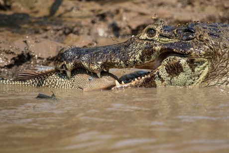 250 Common crocodile Stock Pictures, Editorial Images and Stock Photos ...