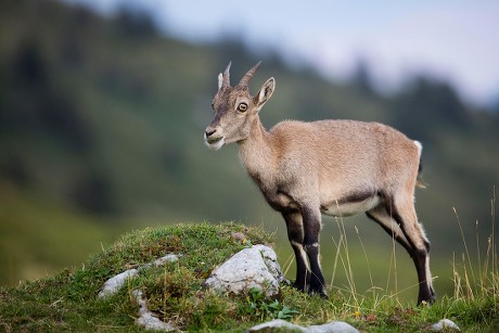 2,000 Goat antelope Stock Pictures, Editorial Images and Stock Photos ...