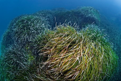 21 Tapeweed Stock Pictures, Editorial Images and Stock Photos ...