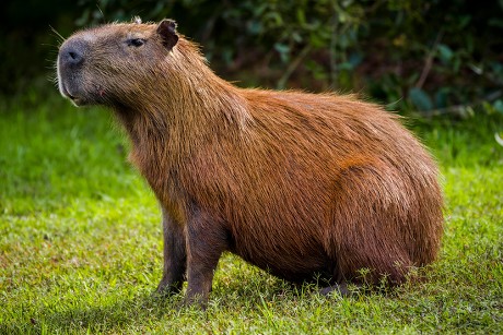 Capybara Hydrochoerus Hydrochaeris Sitting Pantanal Mato Editorial ...