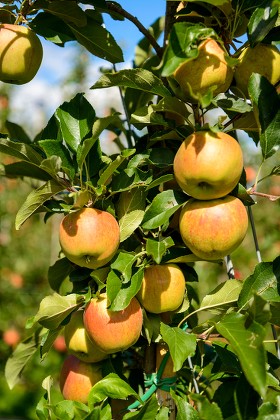 Apples Hanging On Apple Trees Apple Editorial Stock Photo - Stock Image ...