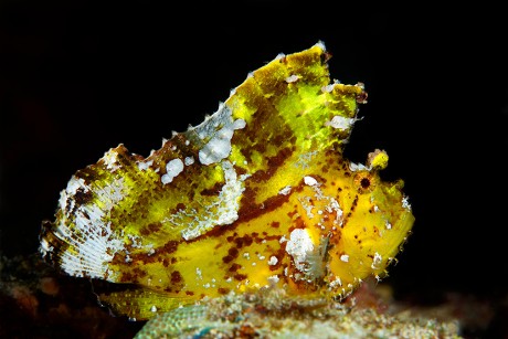 250 Mail cheeked fish Stock Pictures, Editorial Images and Stock Photos ...