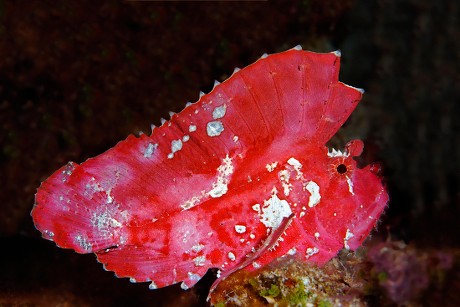 250 Mail cheeked fish Stock Pictures, Editorial Images and Stock Photos ...