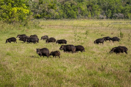13 Skunk pig Stock Pictures, Editorial Images and Stock Photos ...