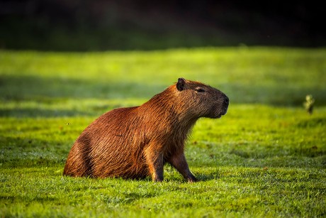 16 Caviomorpha Stock Pictures, Editorial Images and Stock Photos ...