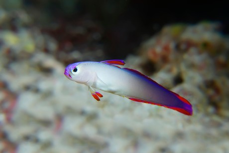 2 Elegant firefish Stock Pictures, Editorial Images and Stock Photos ...