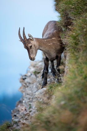 2,000 Goat antelope Stock Pictures, Editorial Images and Stock Photos ...