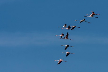 500 Bird formation Stock Pictures, Editorial Images and Stock Photos ...