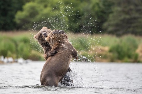 78 Aggressive bear Stock Pictures, Editorial Images and Stock Photos ...